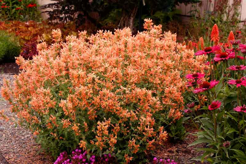 Agastache POQUITO Orange (Dwarf Hummingbird Mint)