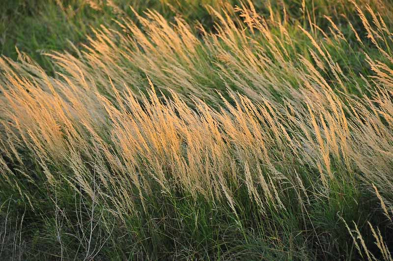 Calamagrostis canadensis (Bluejoint Grass)