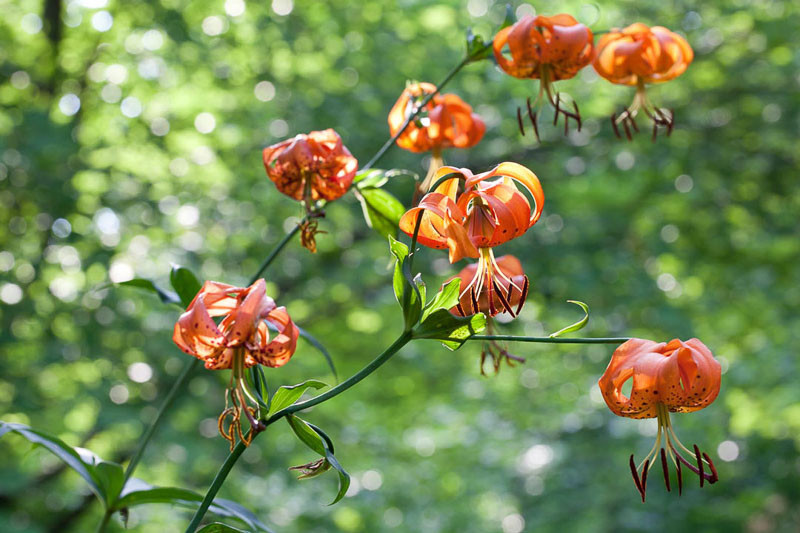 Lilium superbum (Lily)