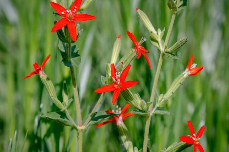 Silene regia (Royal Catchfly)