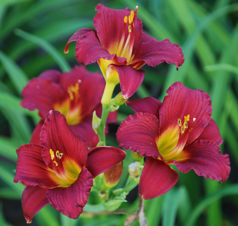 Hemerocallis 'Ruby Stella' (Reblooming Daylily)