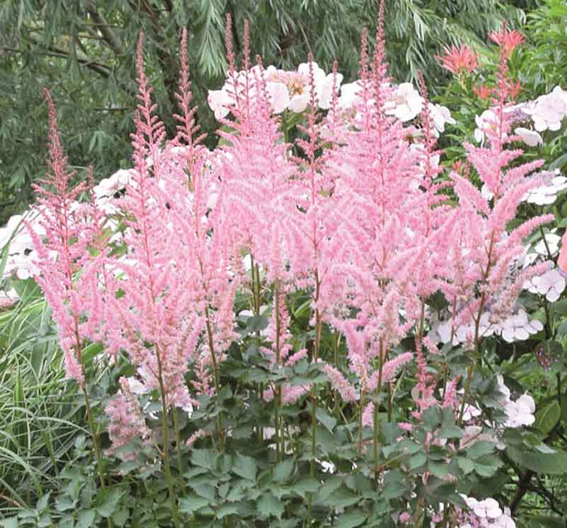 Astilbe chinensis 'Mighty Pip' (Chinese Astilbe)