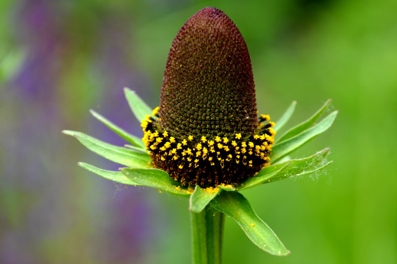 Rudbeckia occidentalis (Western Coneflower)