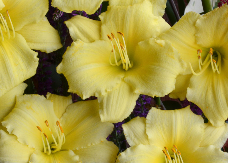 Hemerocallis 'Stella Supreme' (Reblooming Daylily)