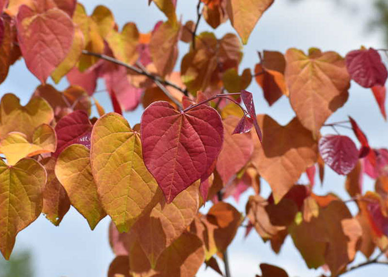 Cercis canadensis Flame Thrower (Eastern Redbud)