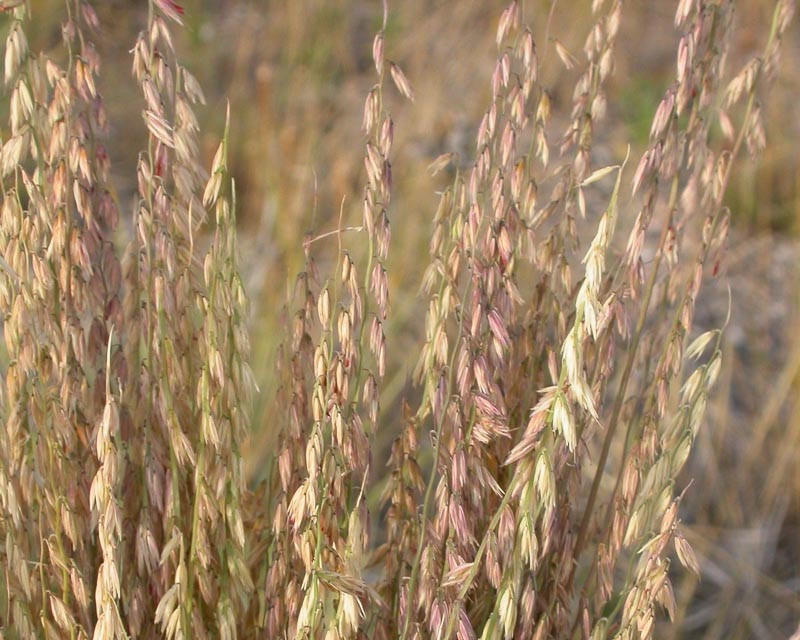 Bouteloua curtipendula (Side-Oats Grama)