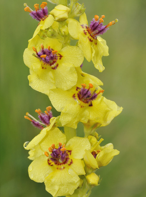 Verbascum nigrum (Dark Mullein)