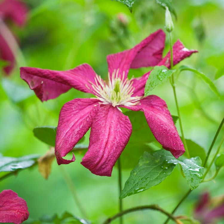 Clematis 'Madame Julia Correvon' (Viticella Group)