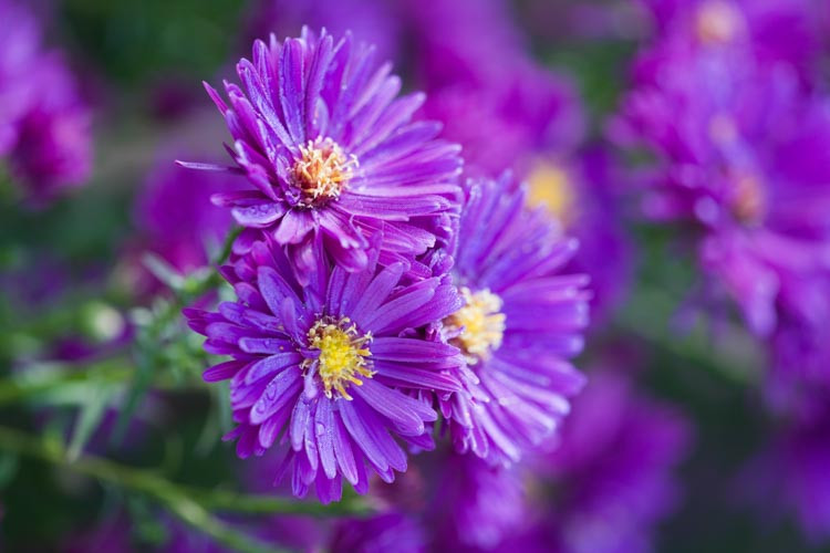 Aster novae-angliae 'Purple Dome' (New England Asters)
