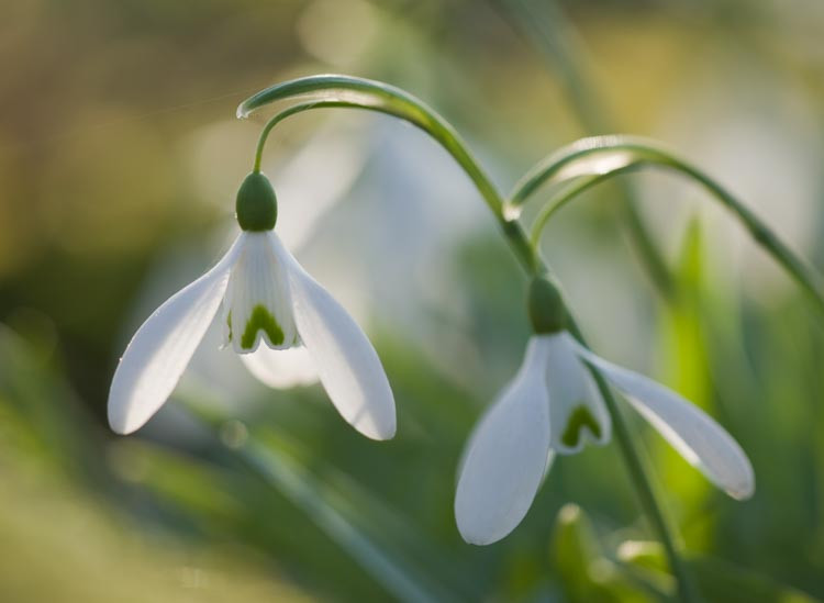 Galanthus 'Magnet' (Snowdrop)