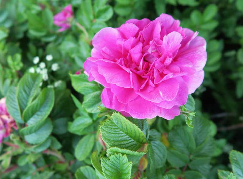 Rosa rugosa 'Hansa' (Rugosa Rose)