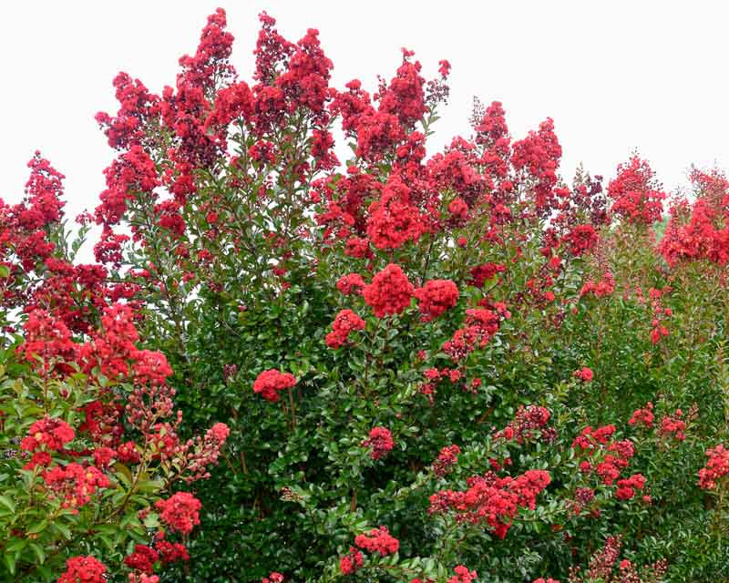 Lagerstroemia Ruffled Red Magic™ (Crape Myrtle)