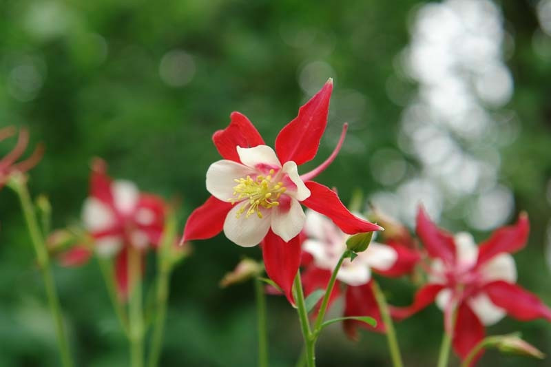 Aquilegia Songbird 'Cardinal' (Columbine)