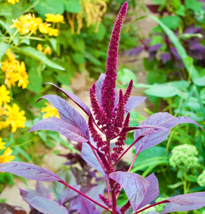 Amaranthus cruentus 'Velvet Curtains' (Purple Amaranth)