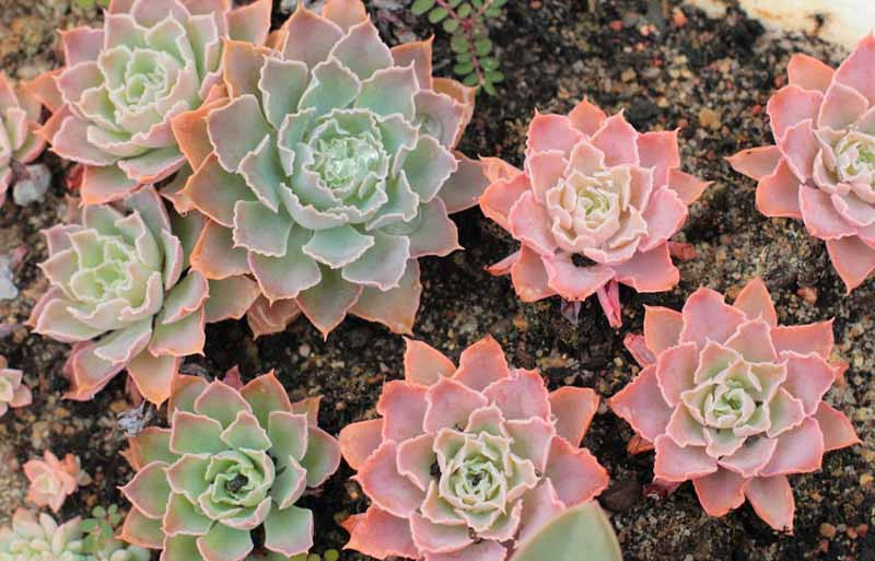 Echeveria shaviana (Mexican Hens)