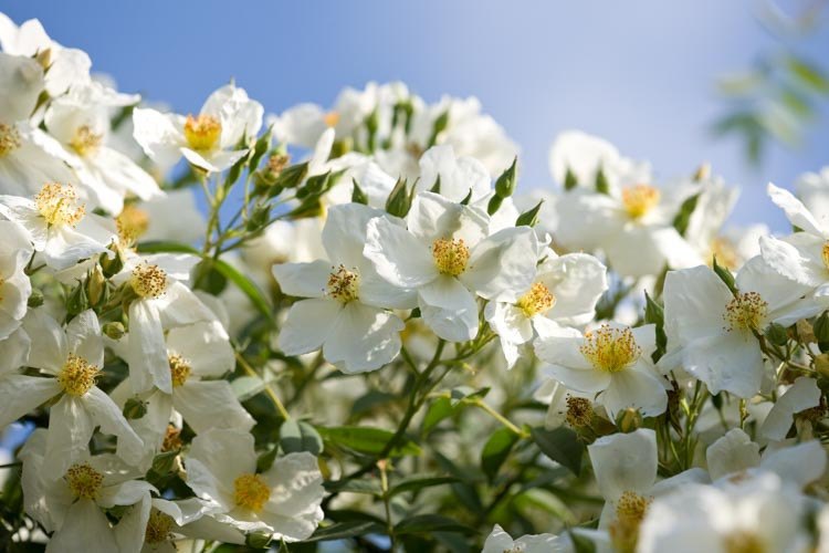 Rosa 'Wickwar' (Rambling Rose)