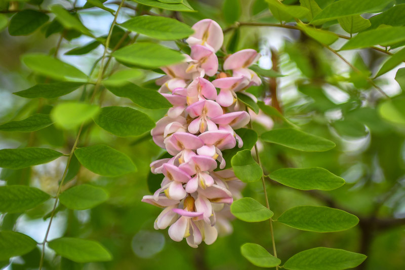 Robinia hispida (Bristly Locust)