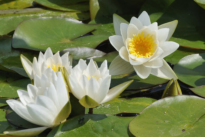Nymphaea candida (Dwarf White Water Lily)