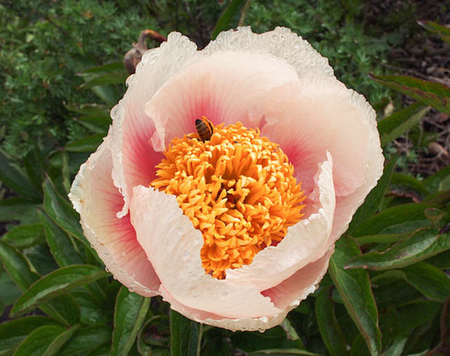 Paeonia 'Athena' (Peony)