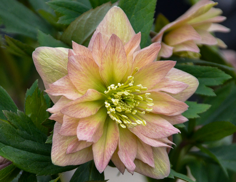 Helleborus 'Mother of the Bride' (Hellebore)