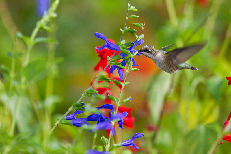 Salvia guaranitica 'Blue Enigma' (Anise-Scented Sage)