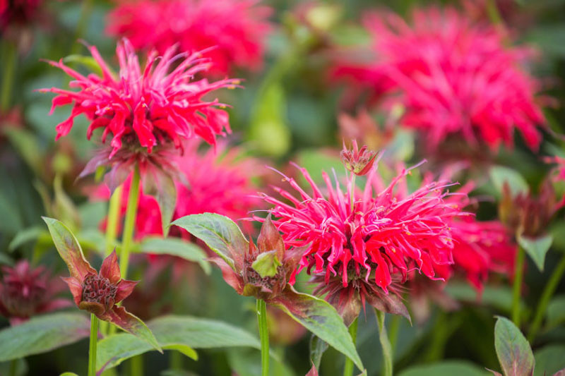 Monarda didyma (Scarlet Bee Balm)