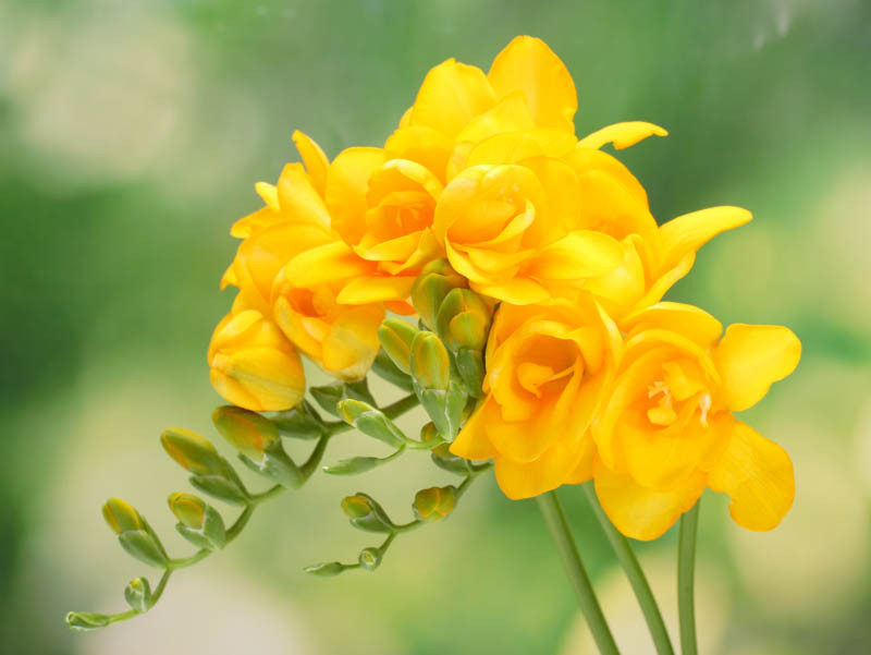 Freesia Double Yellow