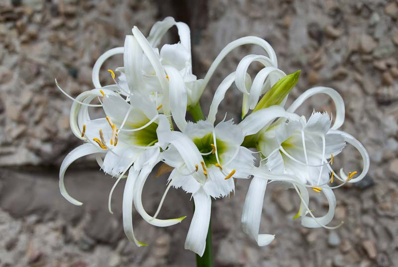 Hymenocallis x festalis (Peruvian Daffodil)