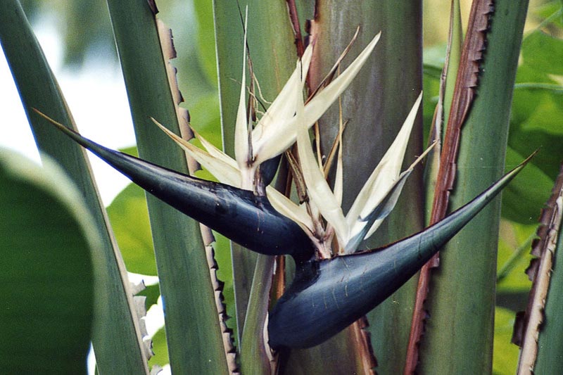 Strelitzia alba (White Bird of Paradise)