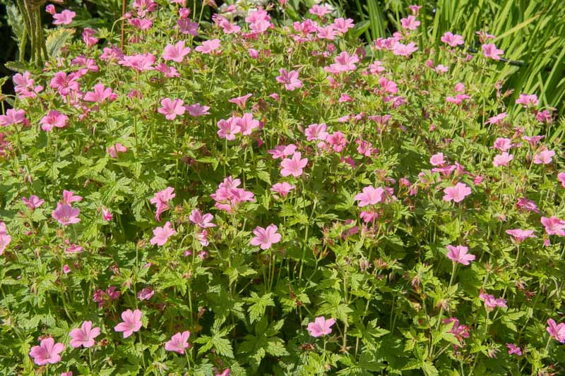Geranium x oxonianum 'Wargrave Pink' (Cranesbill)