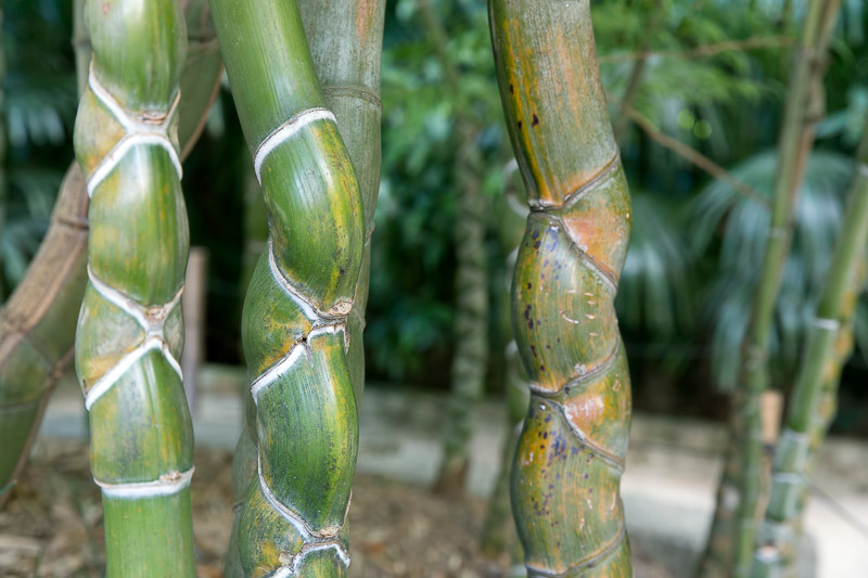Phyllostachys edulis 'Heterocycla' (Tortoise Shell Bamboo)