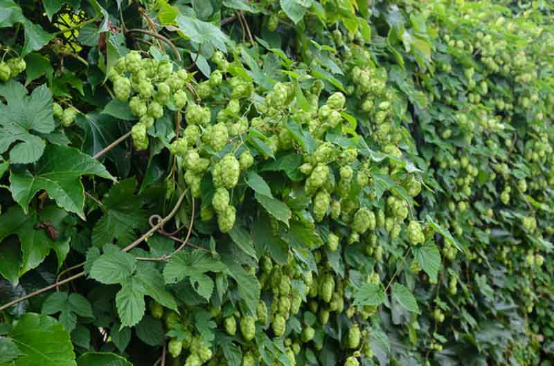 Humulus lupulus 'Cascade' (Common Hop)