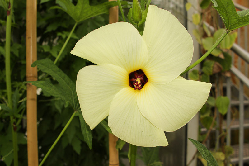 Abelmoschus manihot (Sunset Muskmallow)