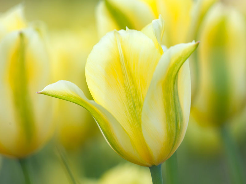 Tulipa 'Formosa' (Viridiflora Tulip)