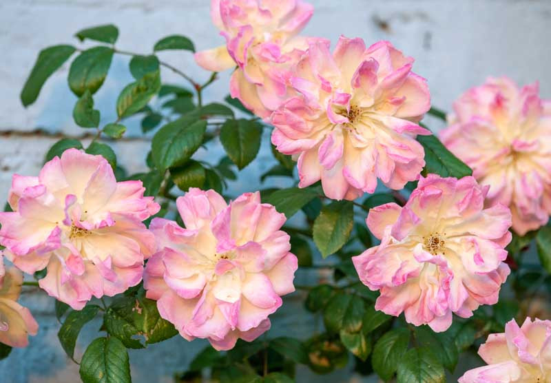 Rosa 'Phyllis Bide' (Rambling Rose)