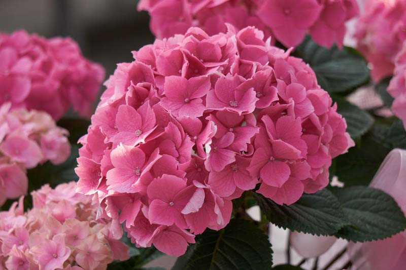 Hydrangea macrophylla 'Altona'