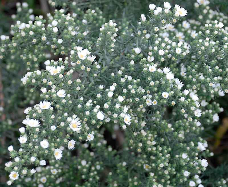 Aster ericoides 'First Snow' (Heath Aster)