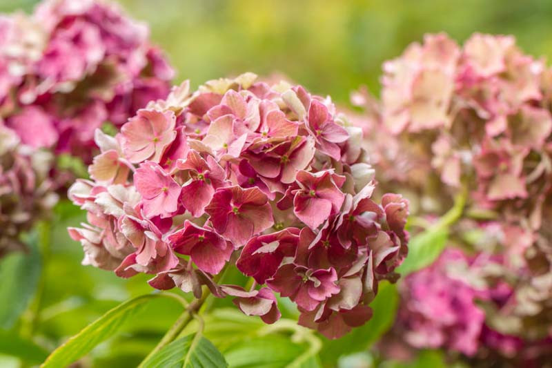 Hydrangea 'Preziosa'