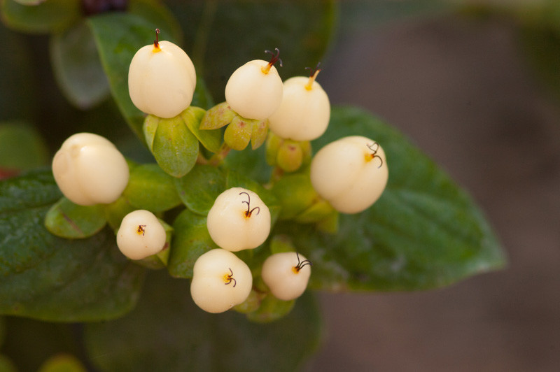 Hypericum x inodorum 'Magical White' (St. John's Wort)