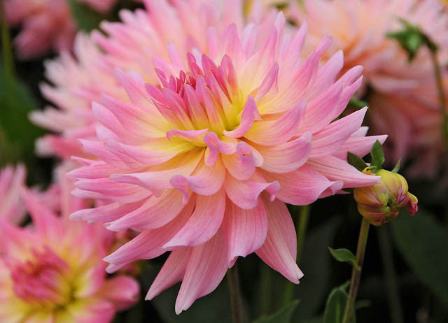 Dahlia 'Melody Gipsy'