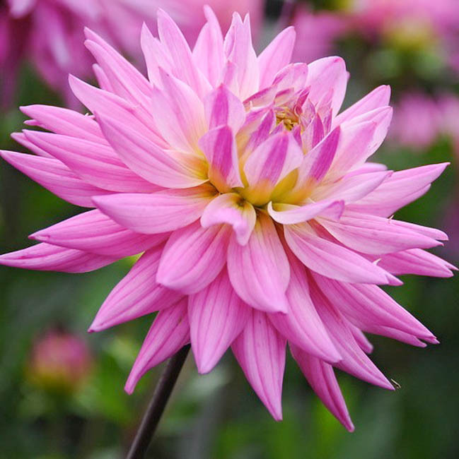 Dahlia 'Karma Pink Corona'