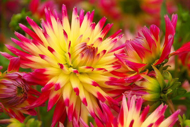 Dahlia 'Tahiti Sunrise'
