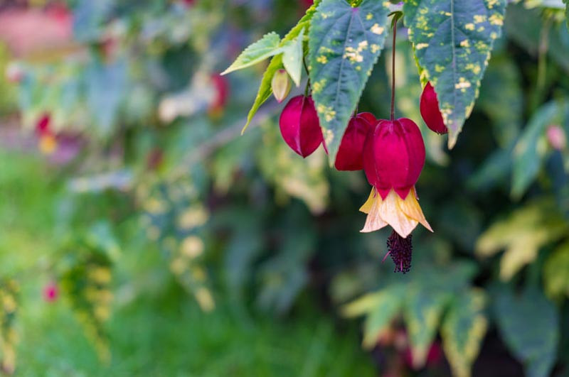 Abutilon megapotamicum 'Variegatum' (Trailing Abutilon)