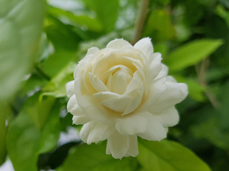 Jasminum sambac 'Grand Duke of Tuscany' (Arabian Jasmine)