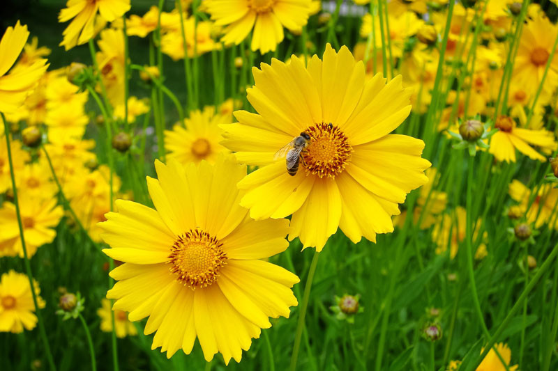 Coreopsis lanceolata (Lanceleaf Tickseed)