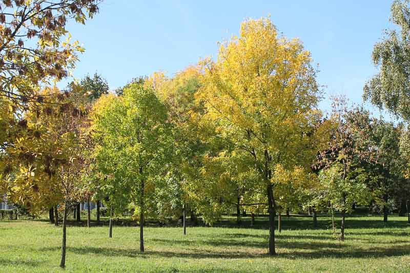 Fraxinus excelsior (European Ash)