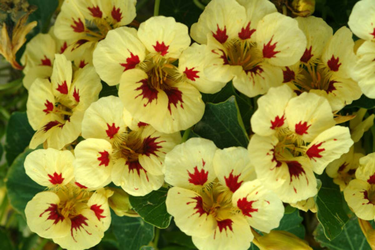 Tropaeolum minus 'Ladybird Cream Purple Spot' (Nasturtium)