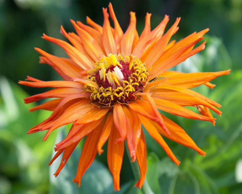 Zinnia 'Inca'