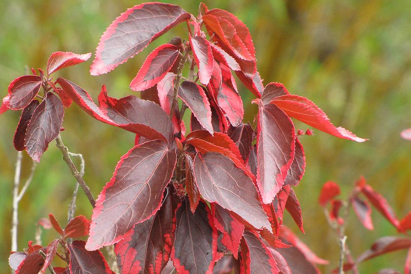 Acalypha wilkesiana (Jacob's Coat)