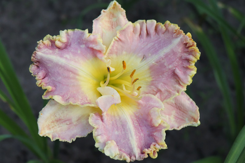 Hemerocallis 'Bestseller' (Reblooming Daylily)
